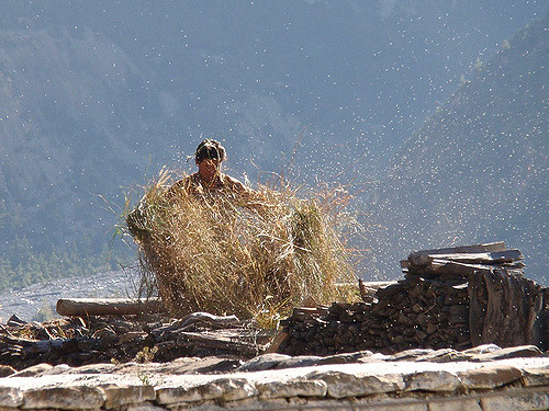 Peter: Sifted Like Wheat (part 1) – Yield to God